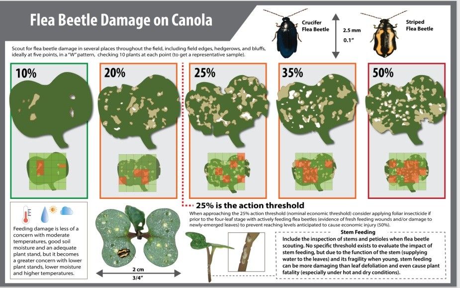 How to use foliar sprays effectively against flea beetles - WestCentralOnline: West Central ...